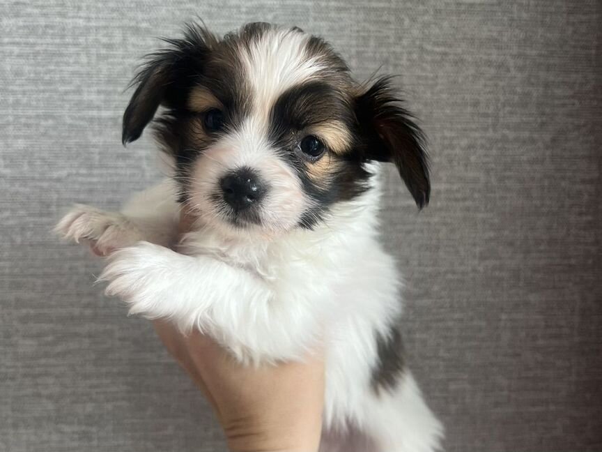 Папийон щенки мальчики