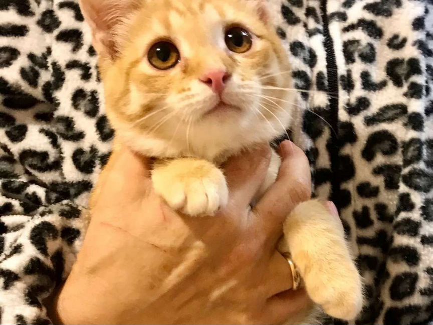 Рыжий котенок