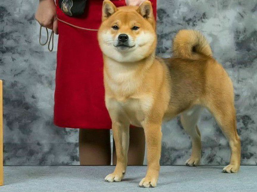 Вязка сиба ину кобель