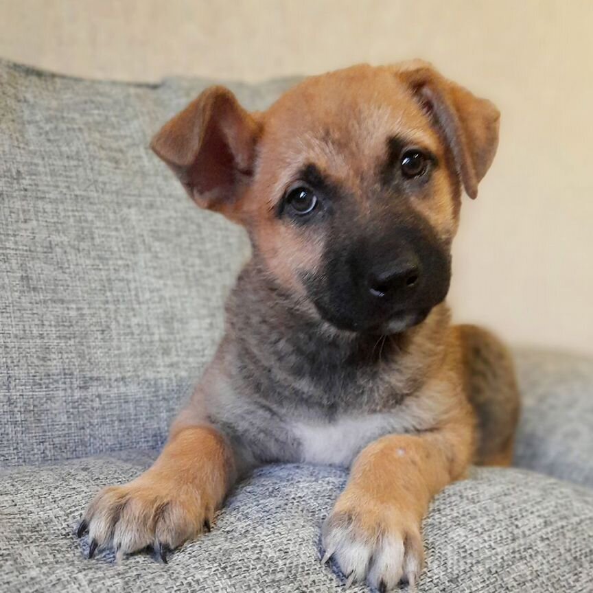 Щенок в добрые руки