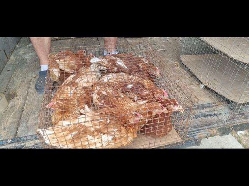 Куры молодки несушки доминант