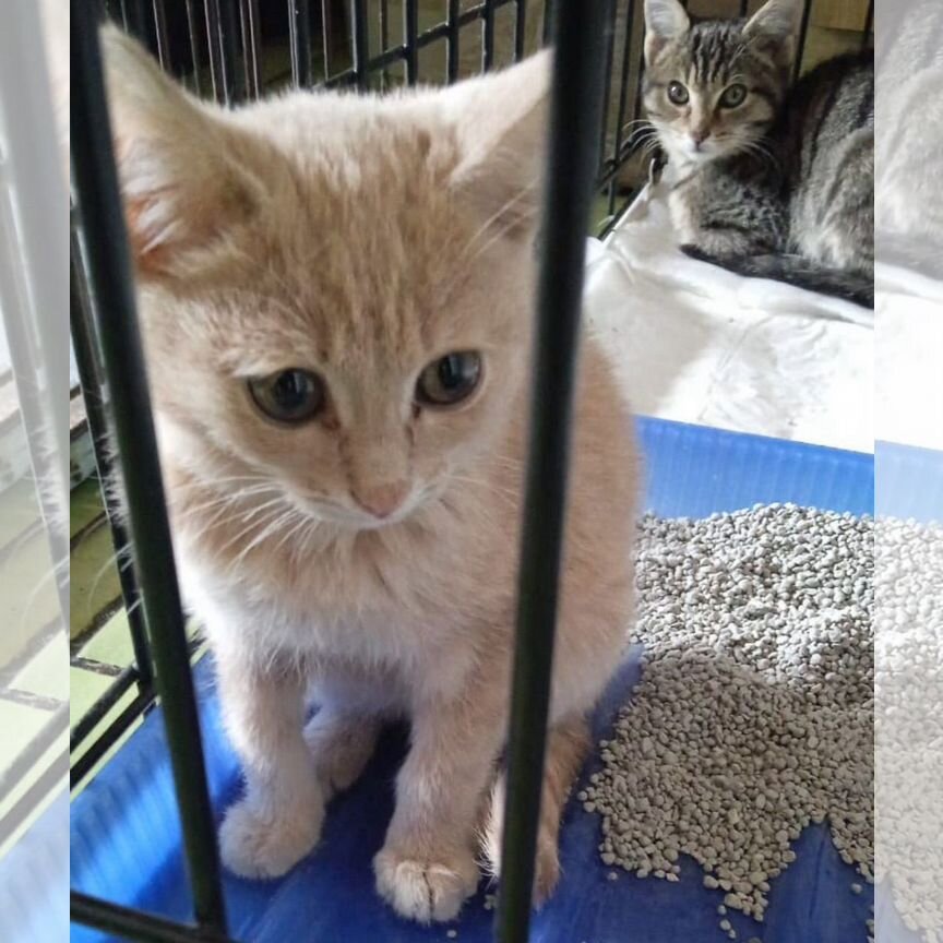 Европейский короткошёрстный котёнок