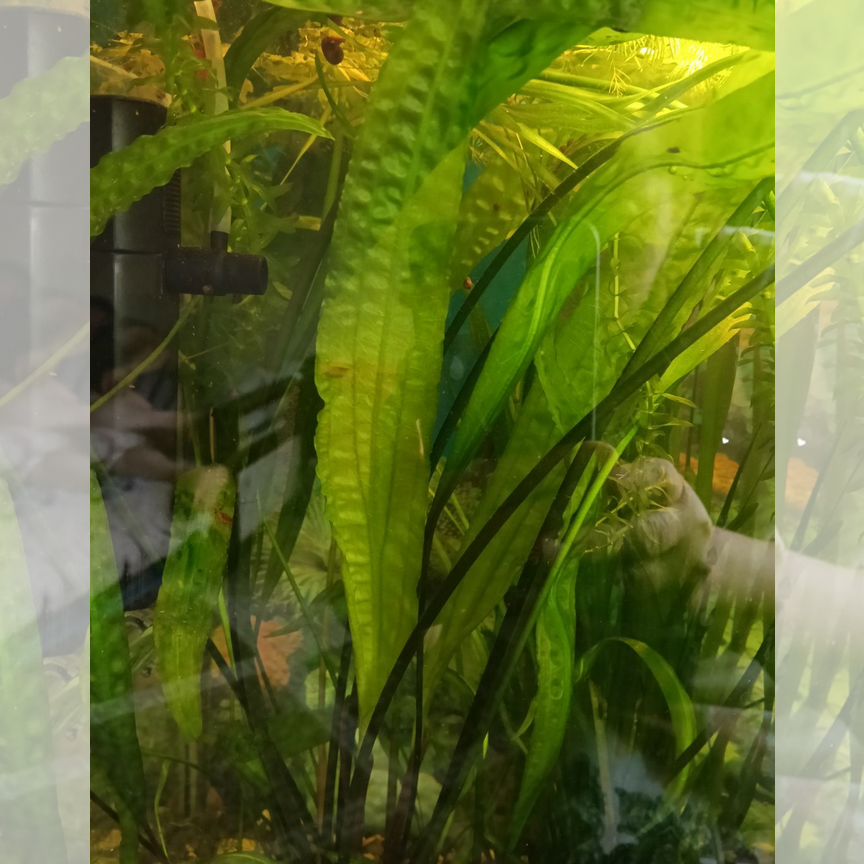 Аквариумные растения