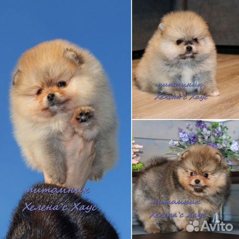 Очаровательные пушистики