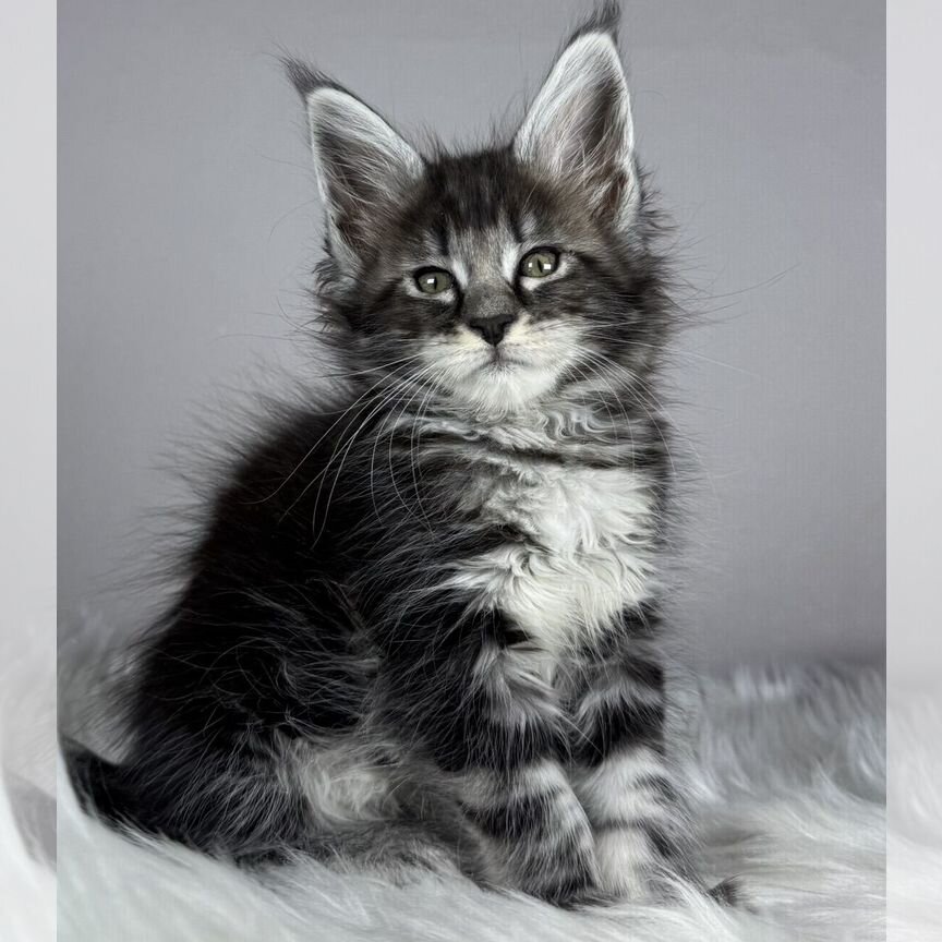 Мейн-кун котёнок