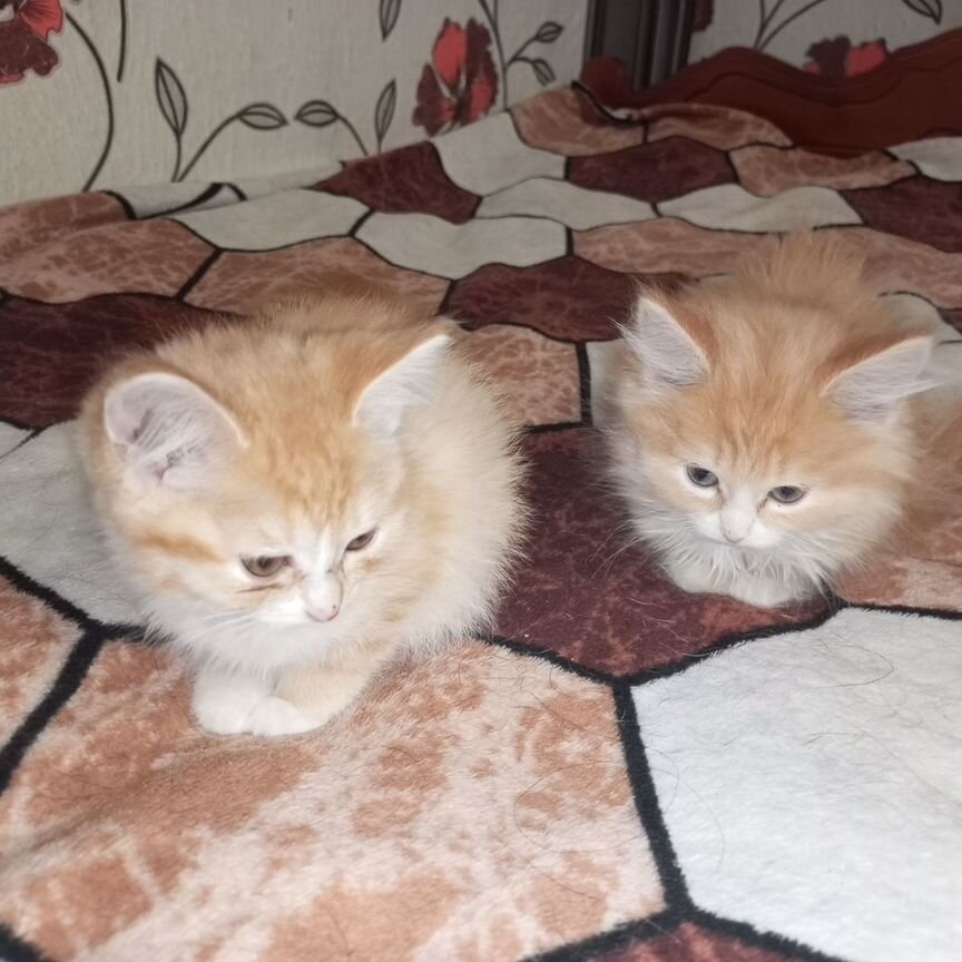 Отдам котят 3 месяца