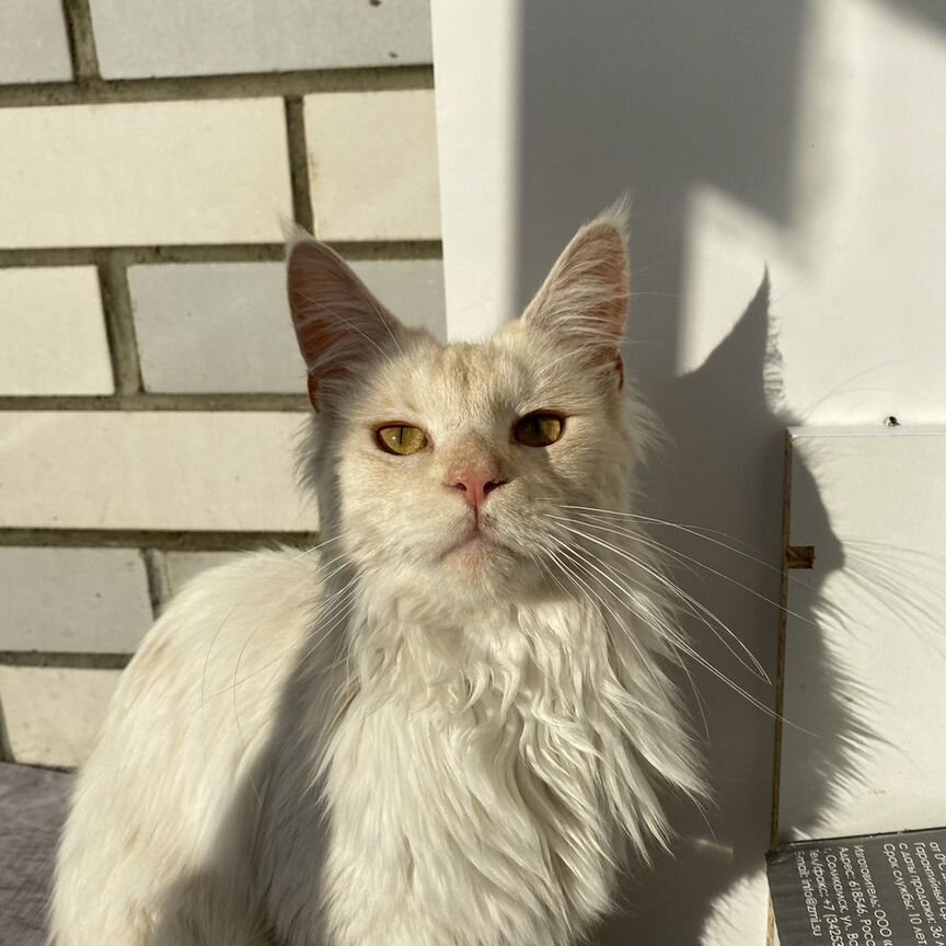 Кошка мейкун