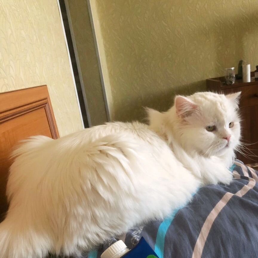 Кот в добрык руки