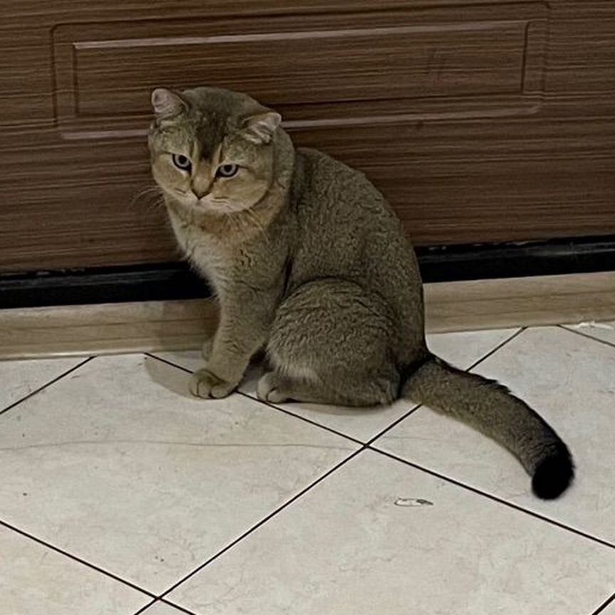 Британский короткошёрстный кот, взрослый