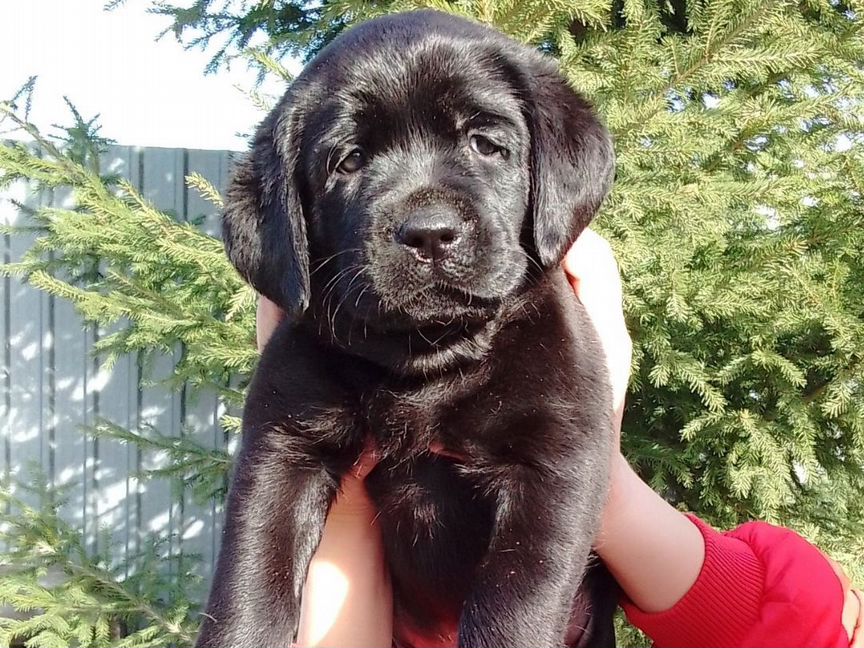 Щенки лабрадора с документами