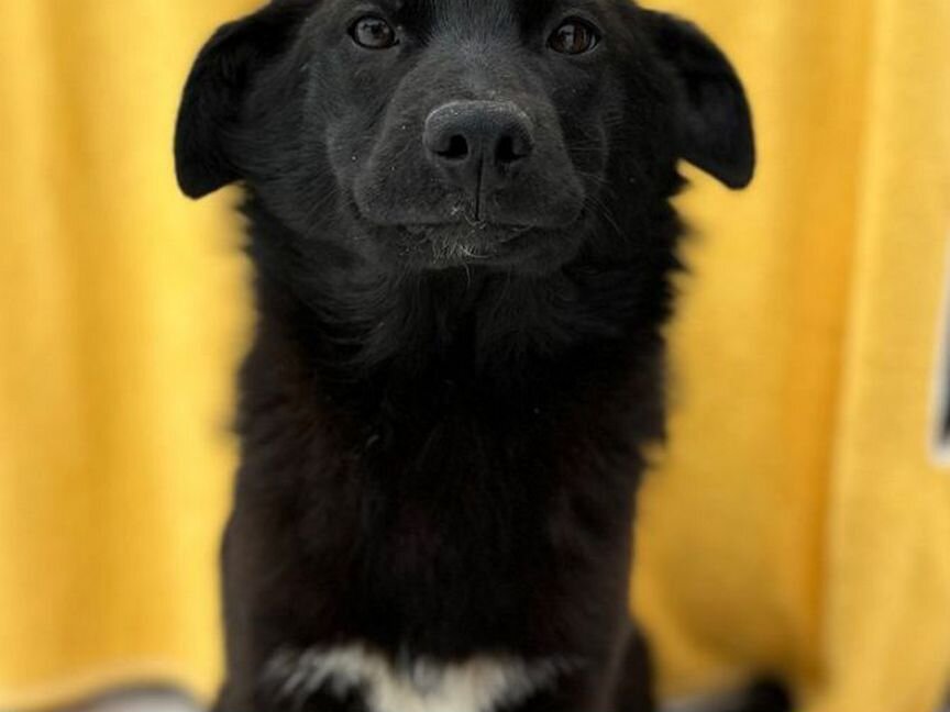 Восточноевропейская овчарка