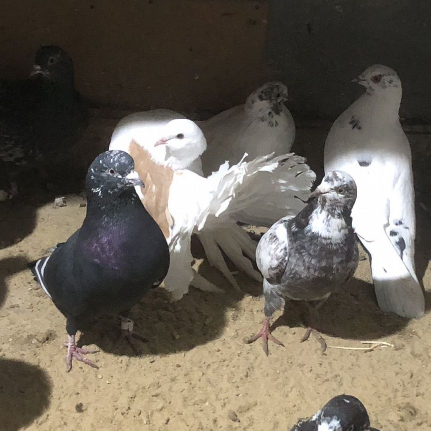 Голубь домашние