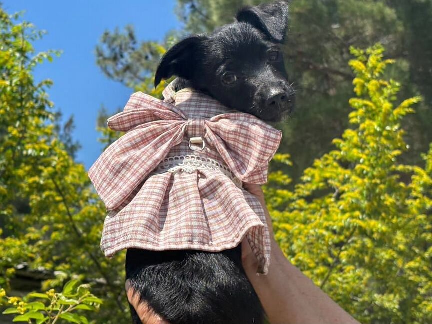 Бусинка из приюта ищет семью