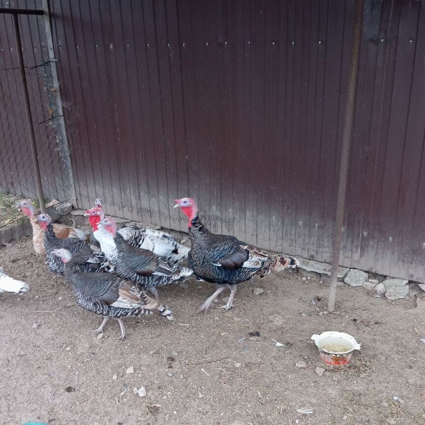 Индюки домашние