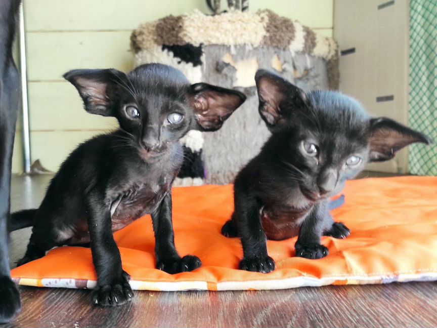 Ориентальные котята