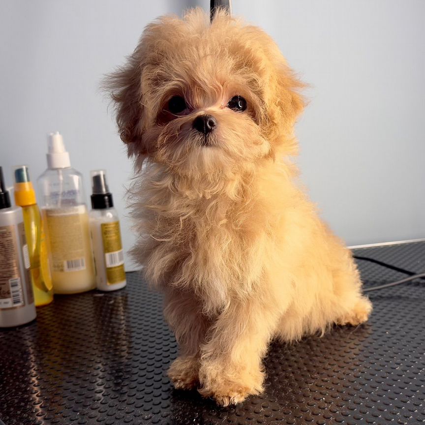 3.5 мес. Мальтипу ф1 классный мальчик