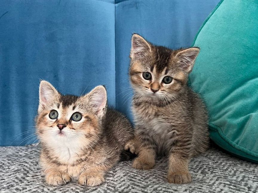 Золотые британские девочки