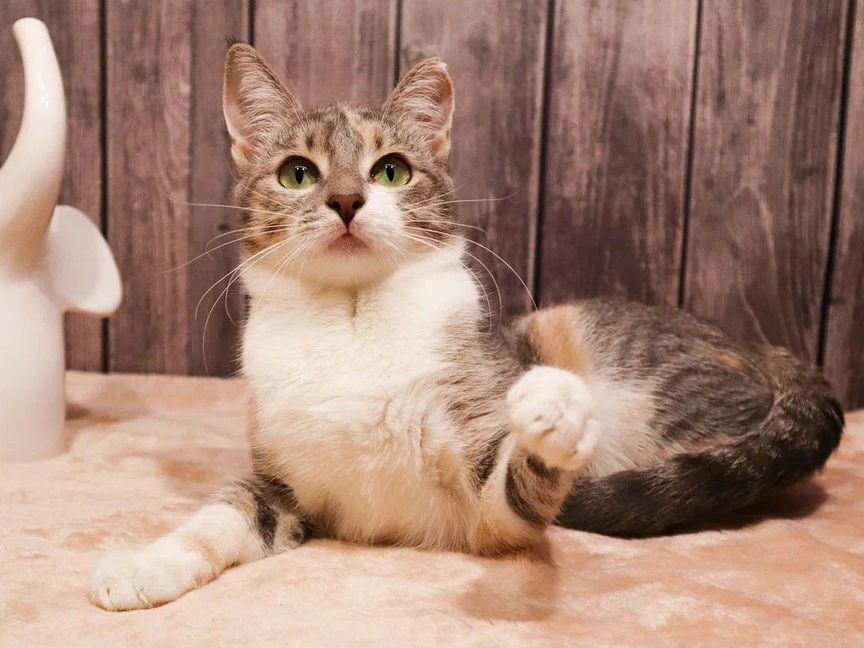 Красавица Веснушка ищет дом