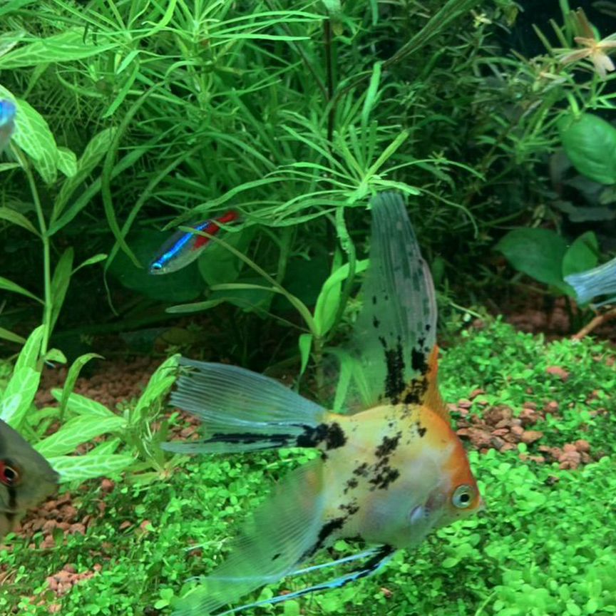 Скалярии кои