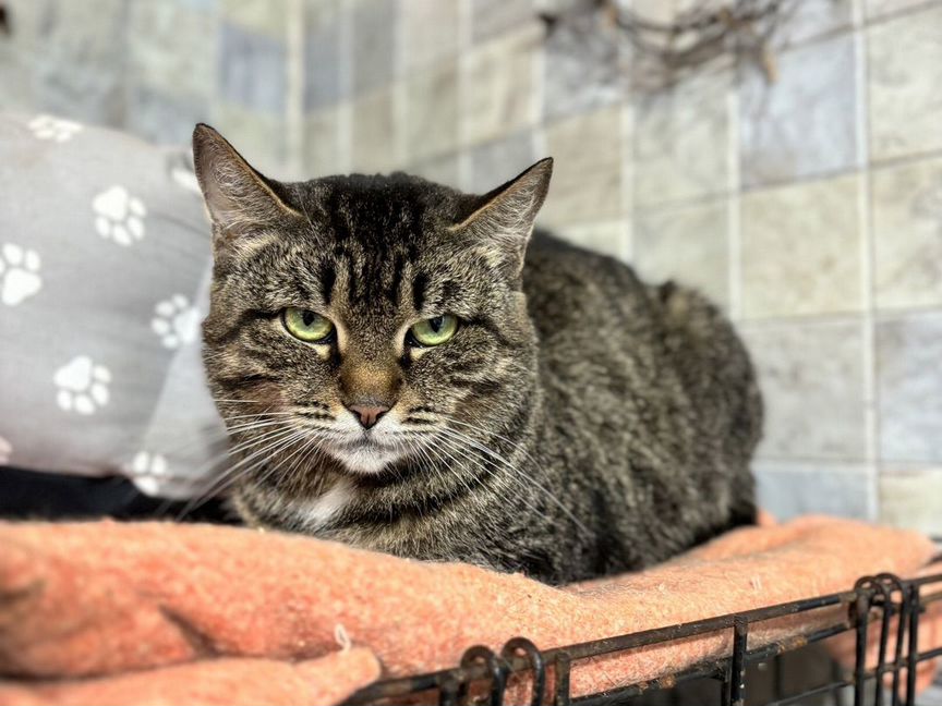 Кошечка Люсиль