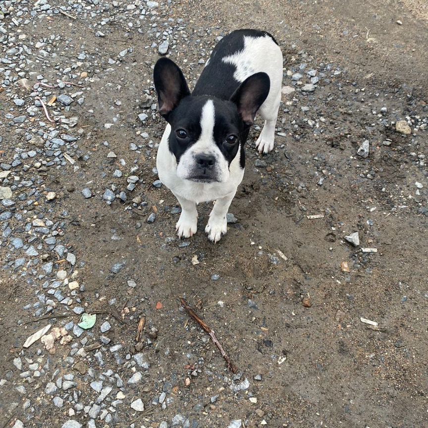 Французский бульдог