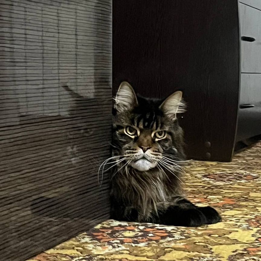 Взрослый Мэйн-кун в добрые руки