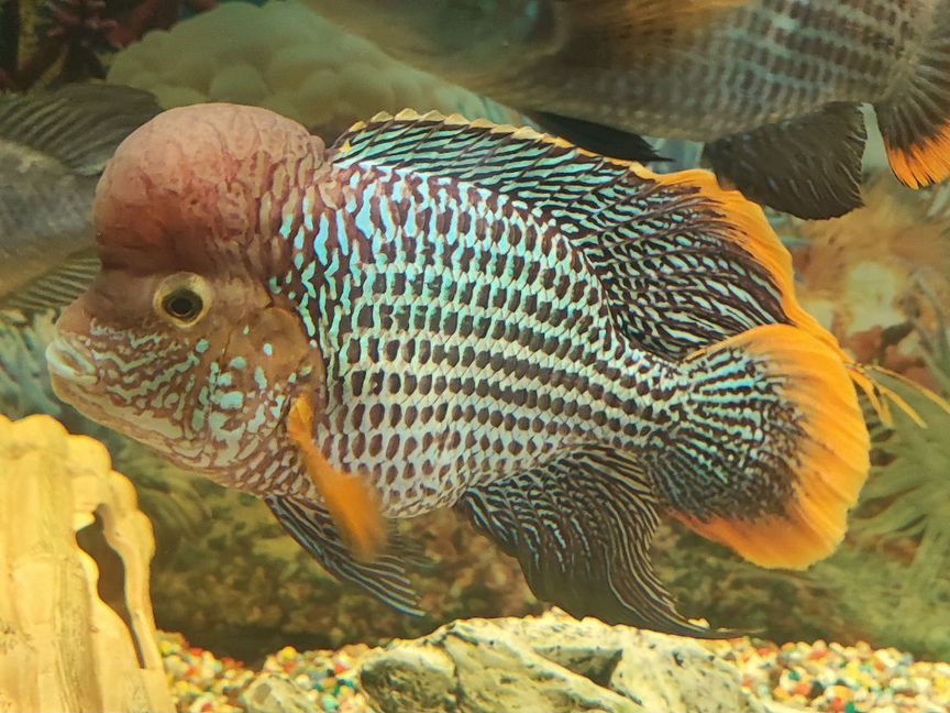 Берёзовые акары