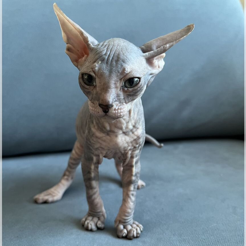 Донской сфинкс котёнок