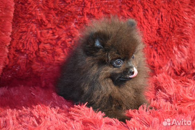 Шпиц - горький шоколад