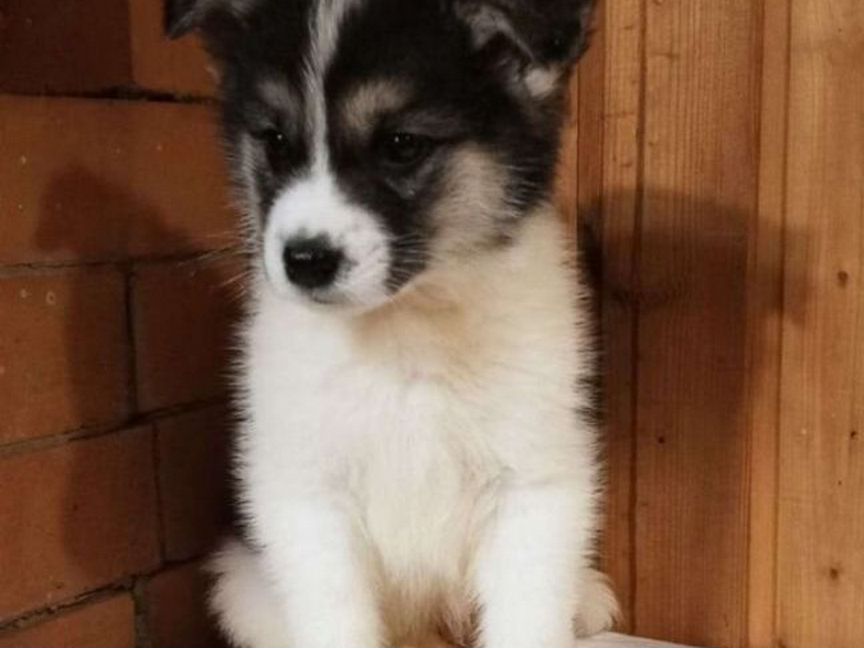 Бетховен, щен