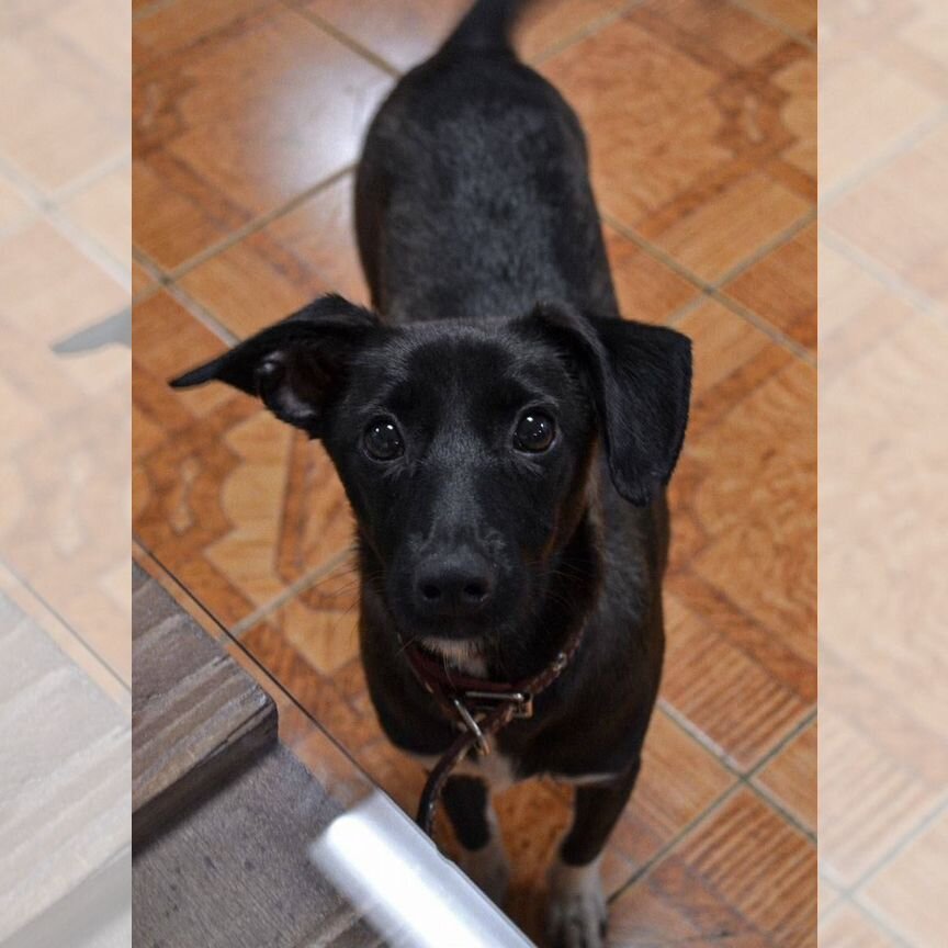 Мини собачка для домашнего содержания