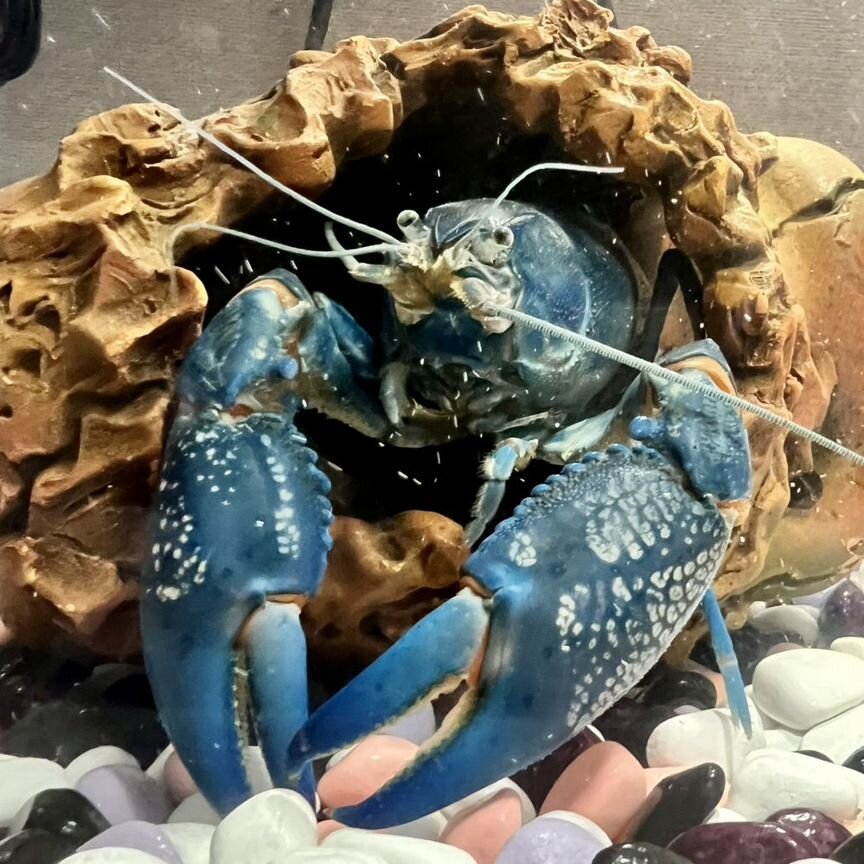 Аквариумный рак  аквариум с тумбой