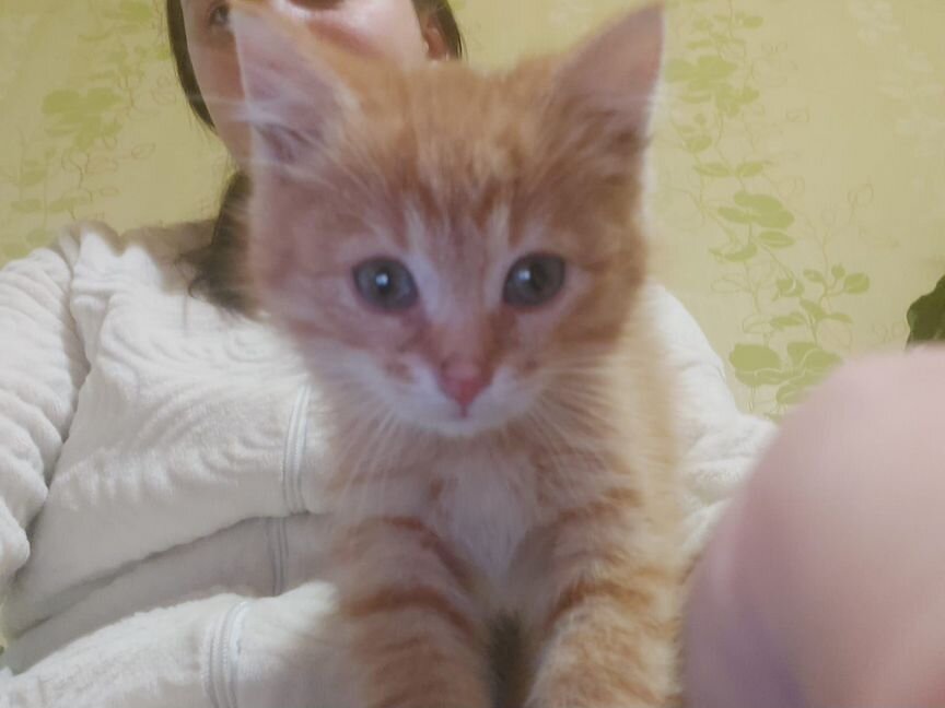 Котята в добрые руки мальчик