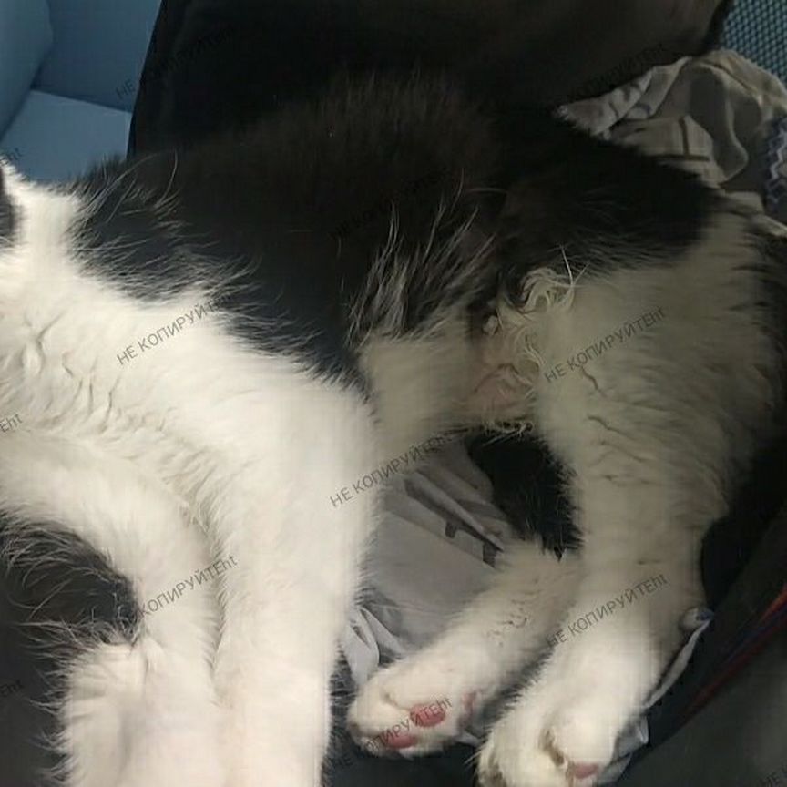 Котику нужна помощь