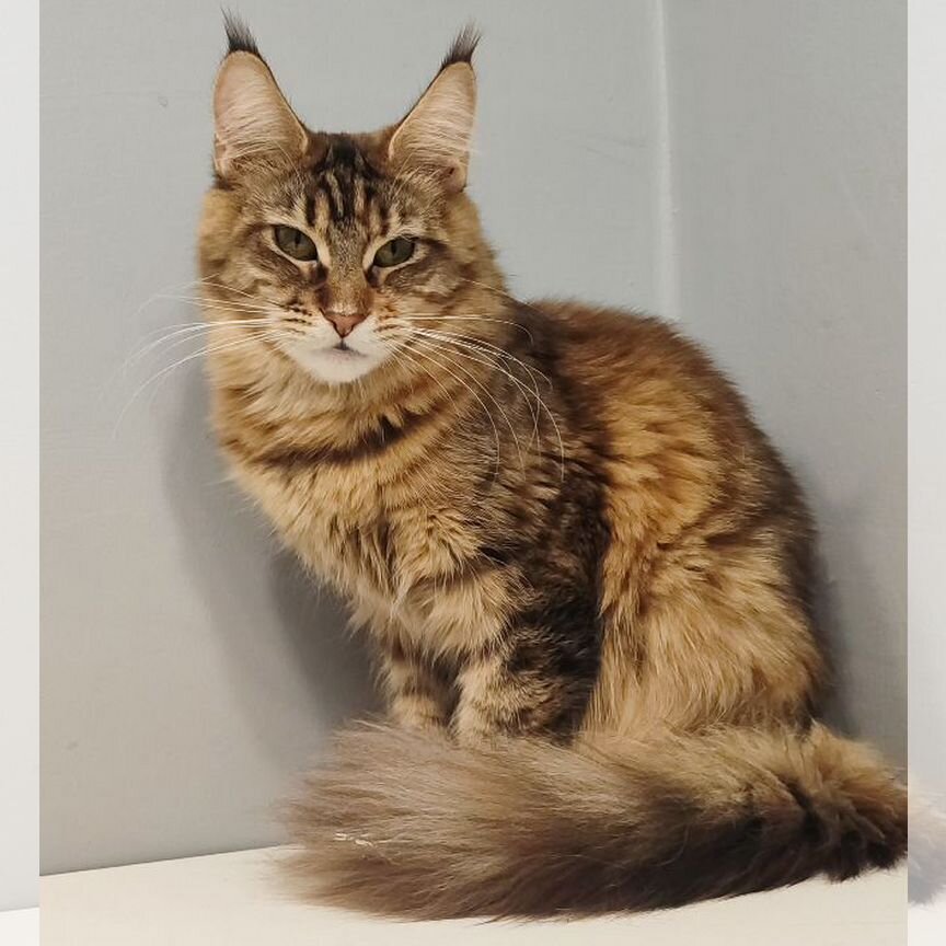 Мейн-кун, взрослая кошка