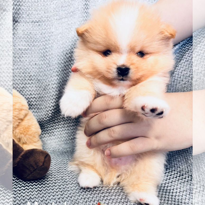 Померанский шпиц, щенок