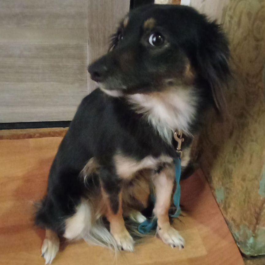 Щенок в добрые руки