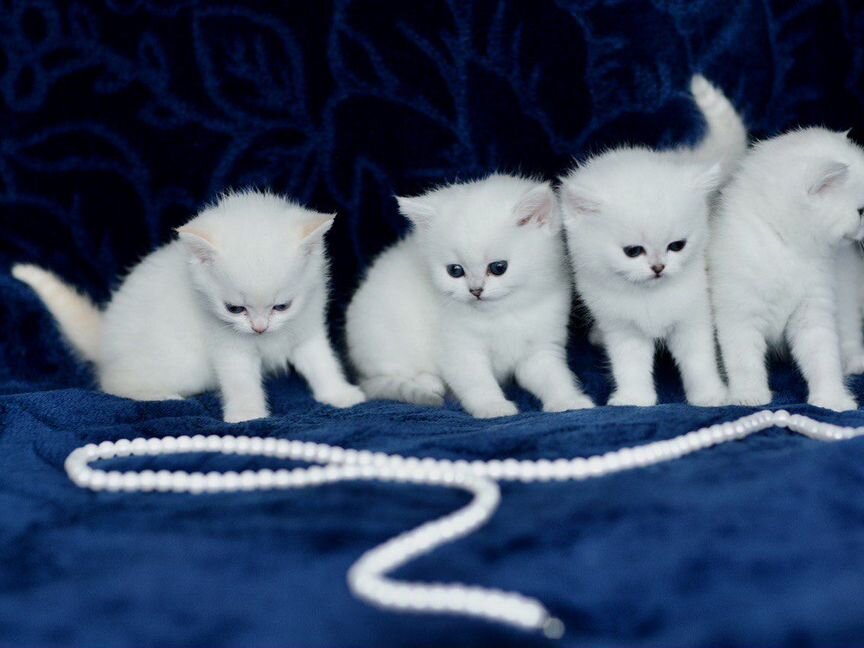 Британские котята (цена за одного)