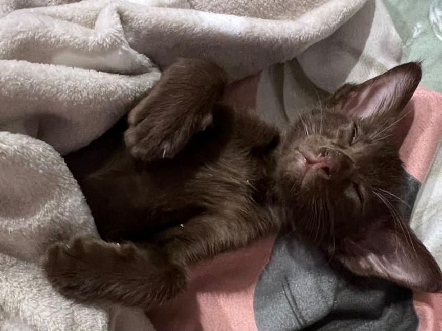 Ориентальные котики