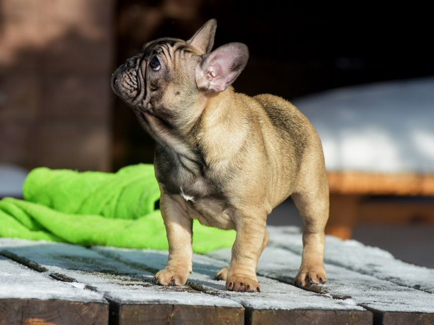 Мадмуазель