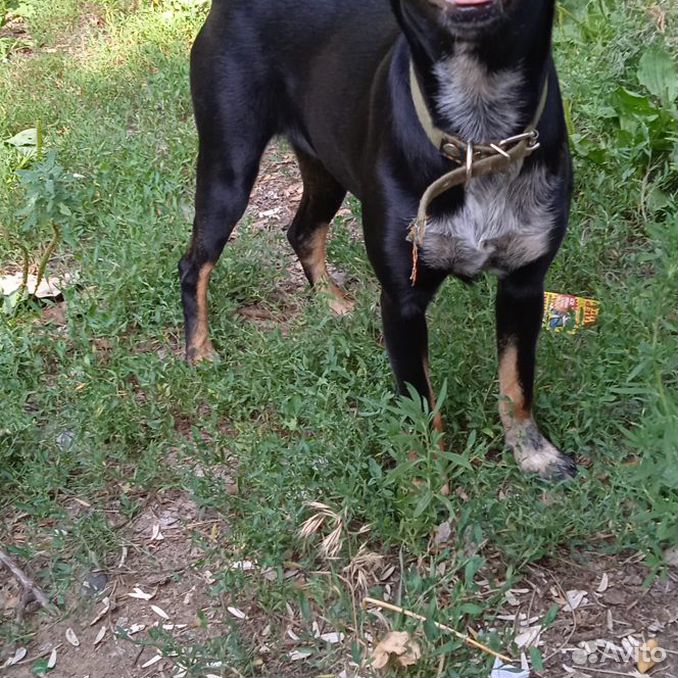 Собачка Герда в добрые руки