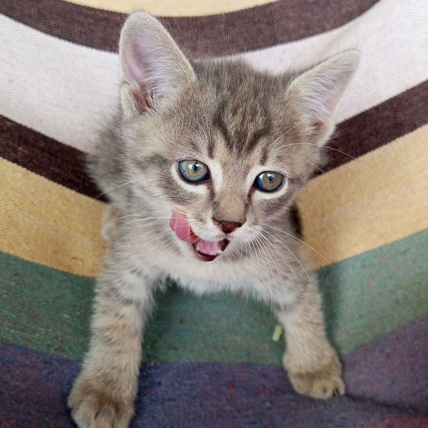 Котята в добрые руки приучены к лотку