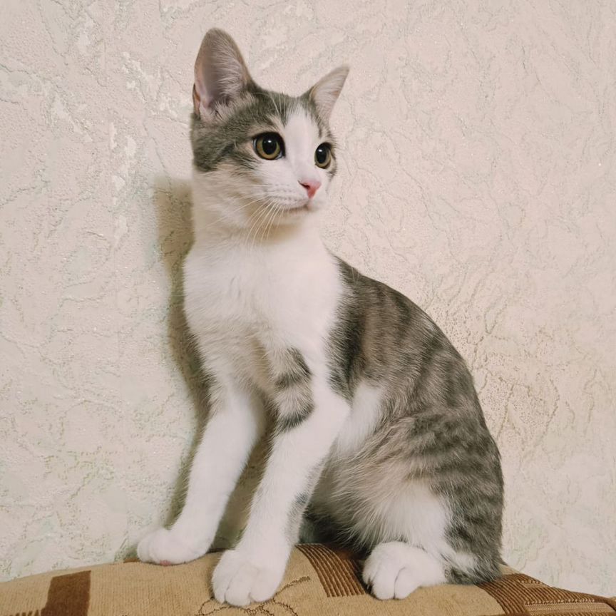 Отдам котенка, 5 мес