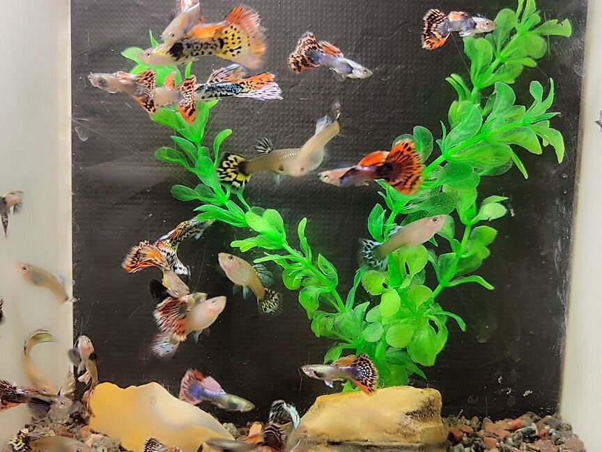 Аквариумные рыбки гуппи