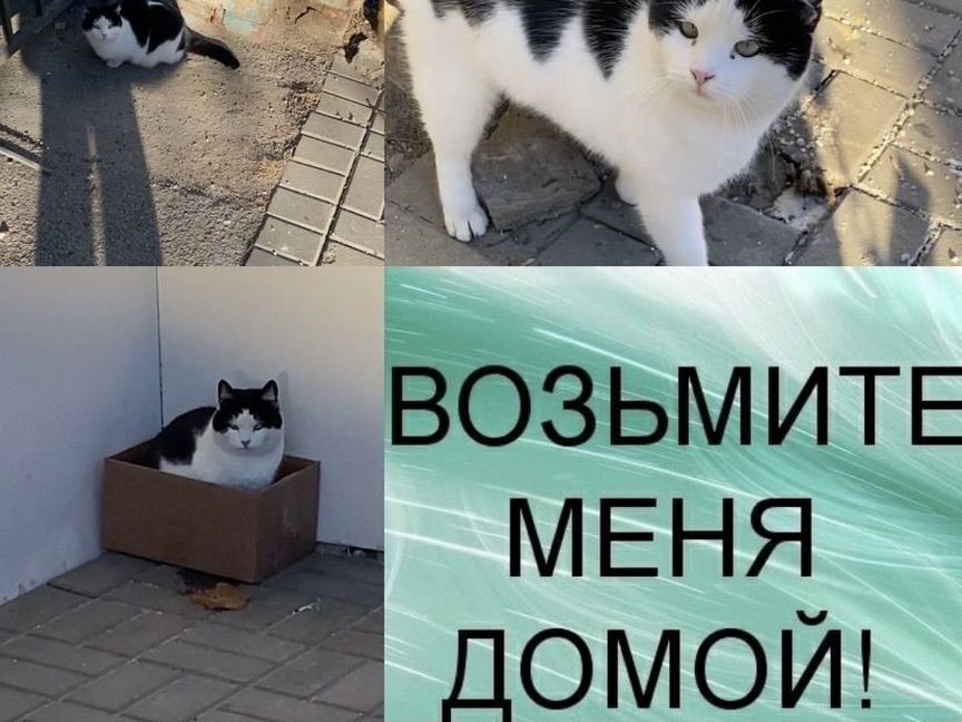 Кошка замерзает на улице