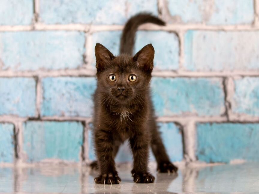 Котёнок чёрный 2,5 месяца