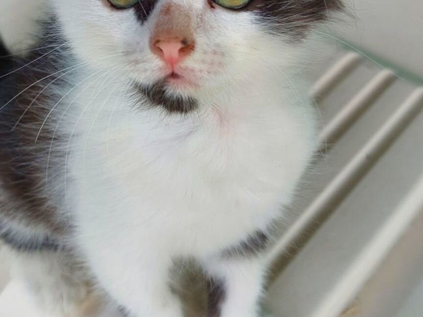 Пушистые котята в добрые руки