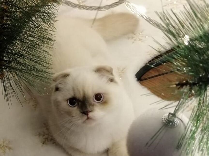 Кошка британка