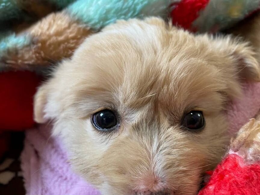 Щенки ищут дом