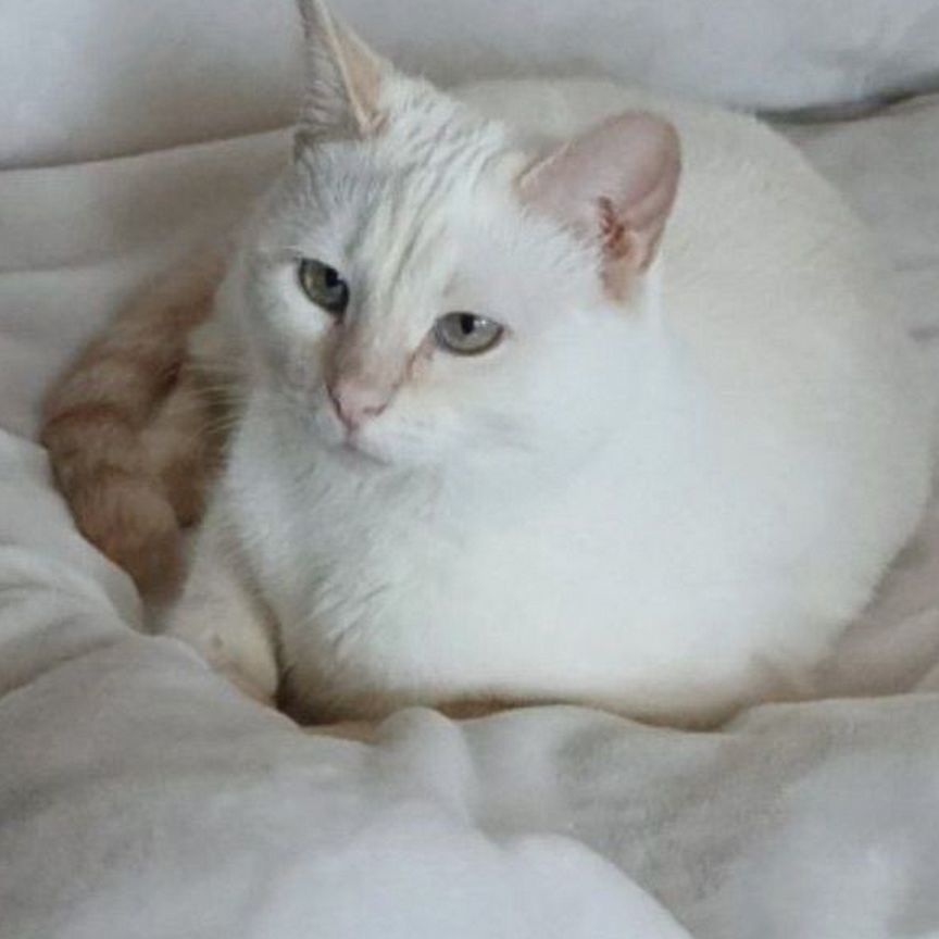 Взрослая, кошка в добрые руки